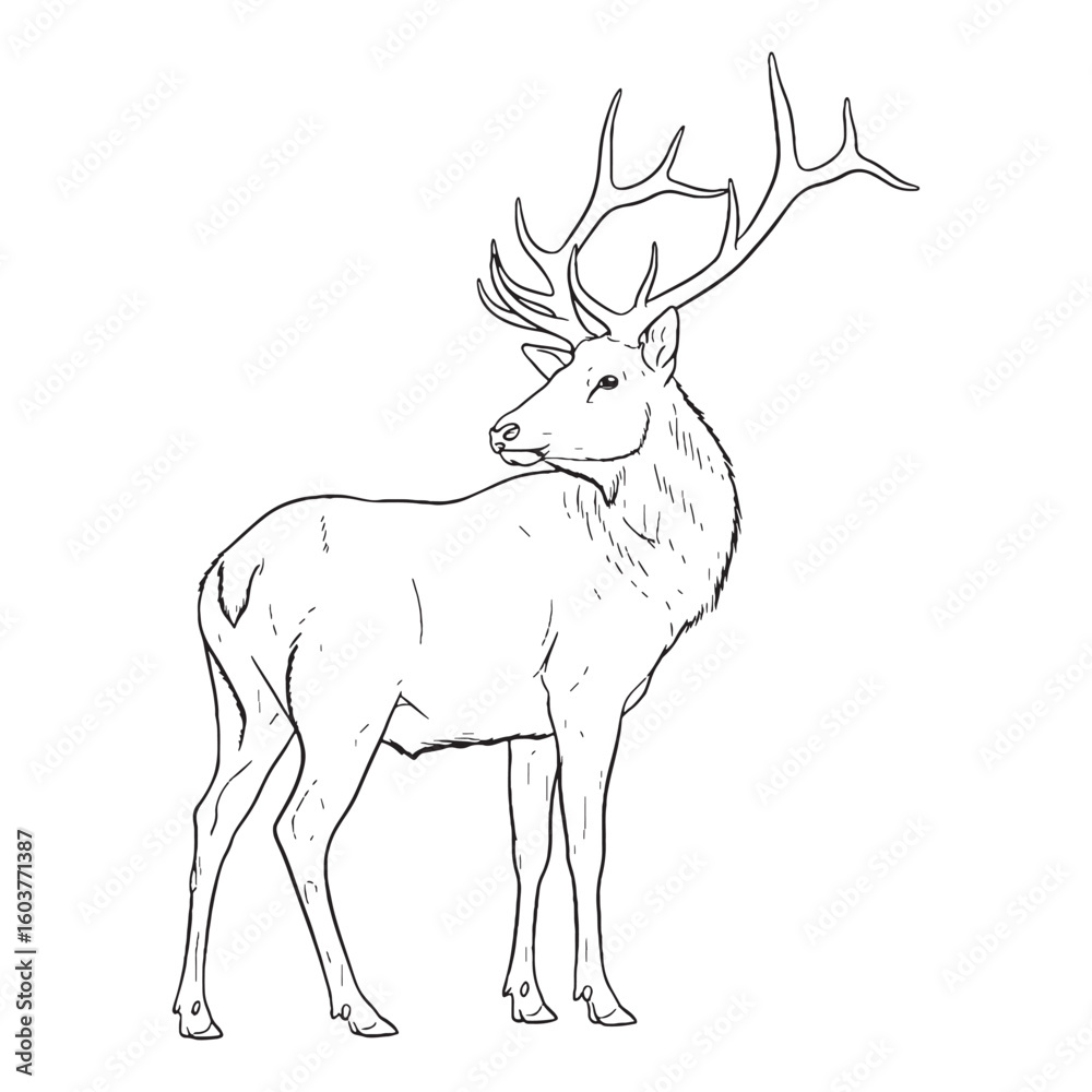 Stately Elk Ancient Aura Ambit - Elk vector - Elk Line art - Elk ...