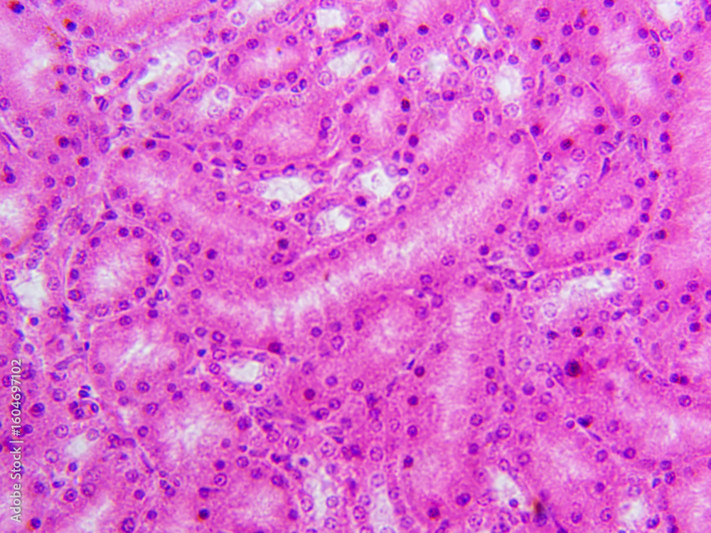 Histology Microscope Image of Mammal Kidney Simple Cuboidal Epithelium ...