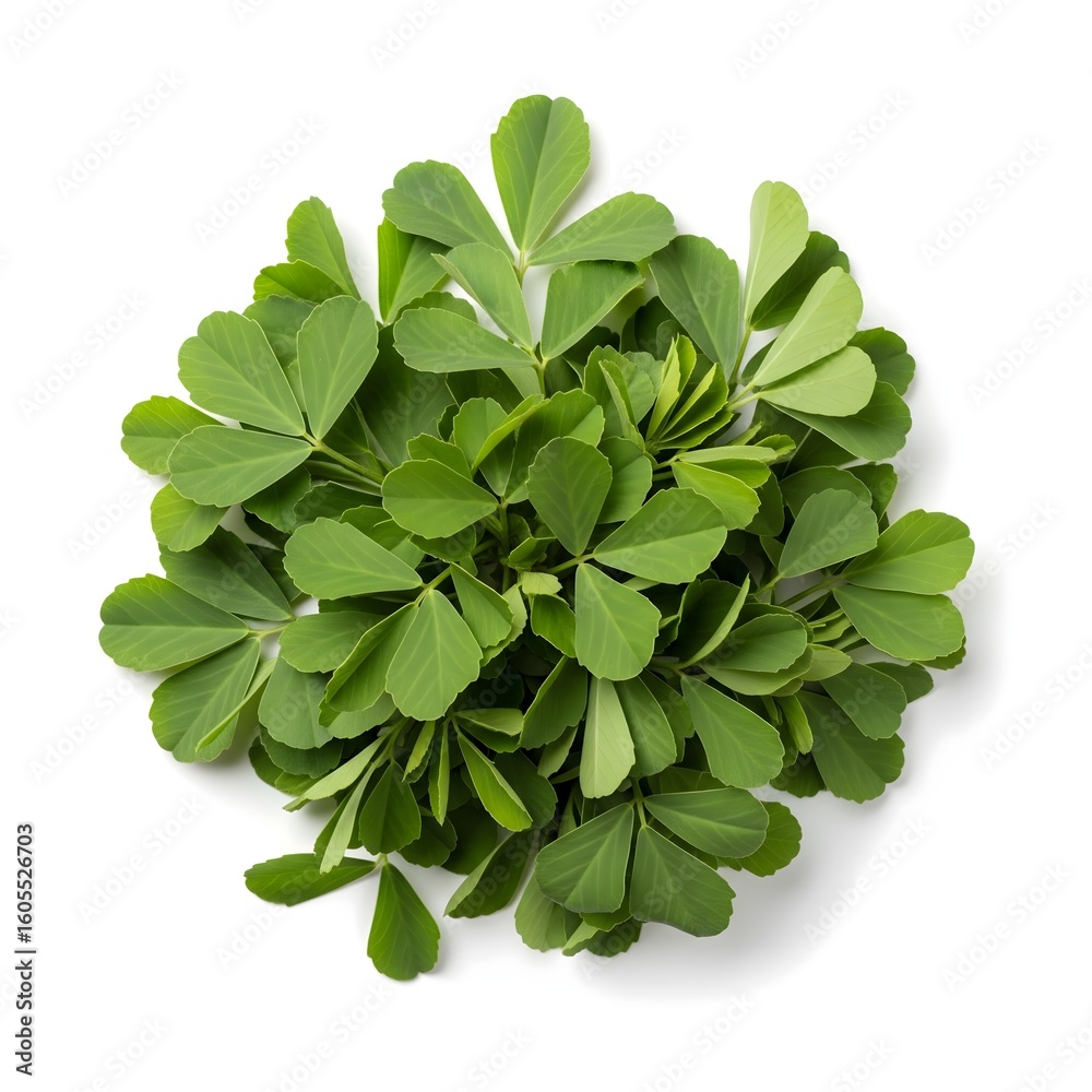 "A cluster of green fenugreek (methi) leaves on a white background, top ...