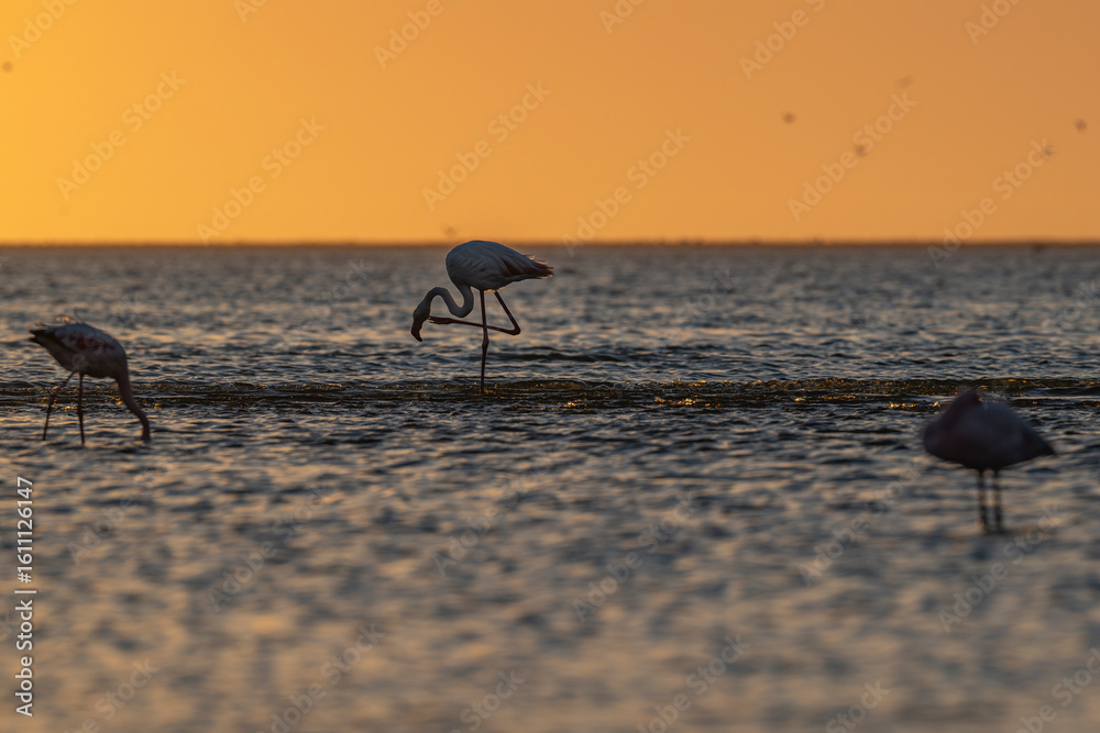 Greater flamingo (Phoenicopterus roseus) scratching head with foot in ...