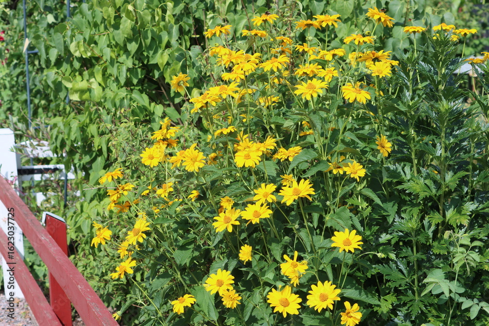Sweden. Heliopsis helianthoides is a species of flowering plant in the ...