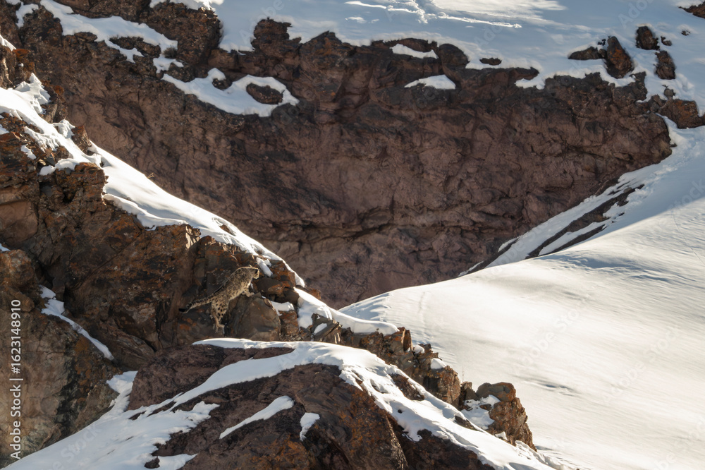 Side view of a snow Leopard jumping onto rocks in the Himalaya ...
