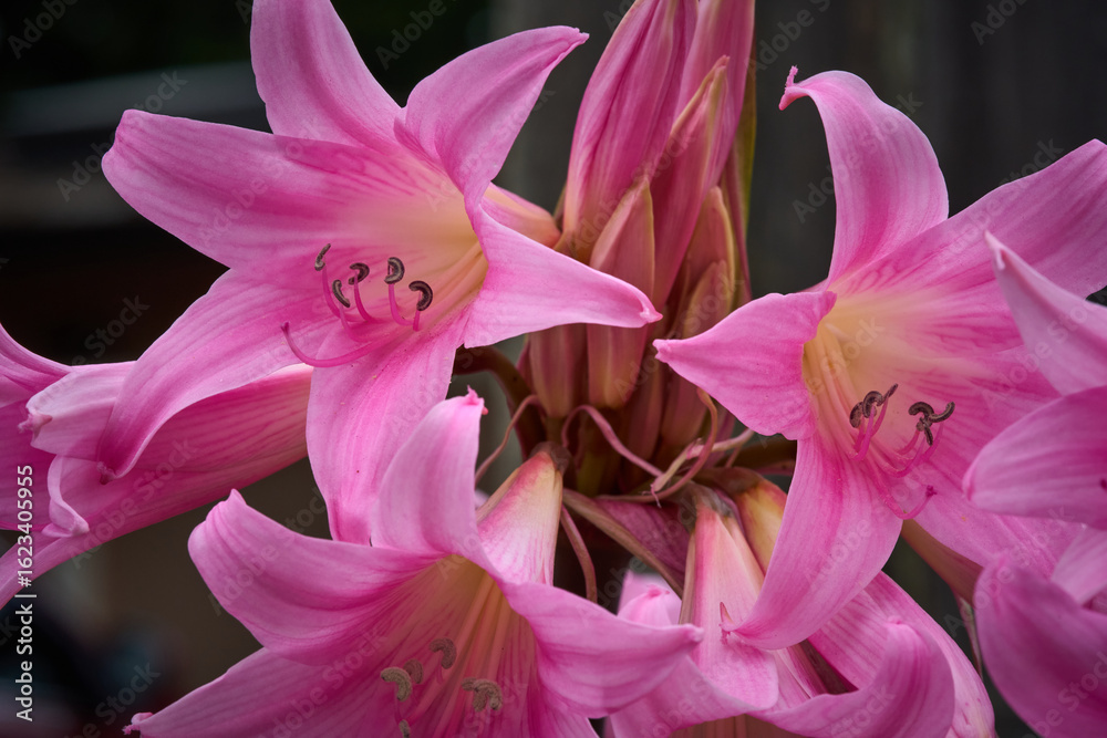 Amaryllis Belladonna - also known as Naked Ladies Lilly Stock Photo ...