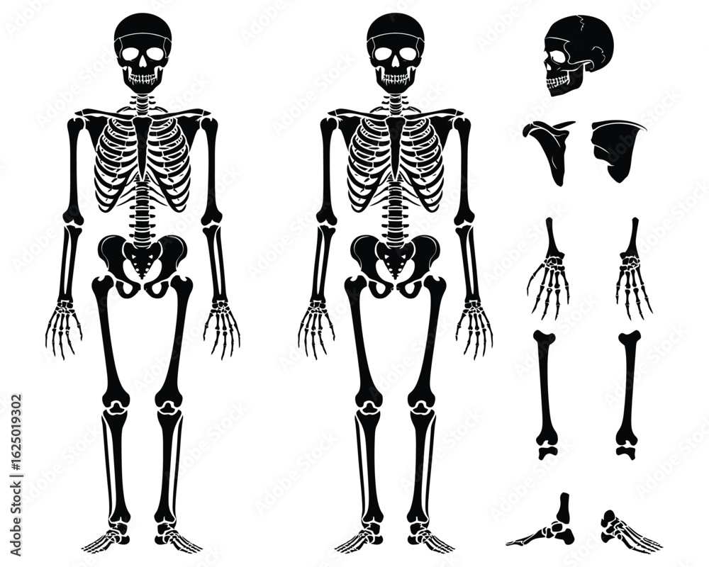 Anatomical chart of the human skeletal system with full body views and ...