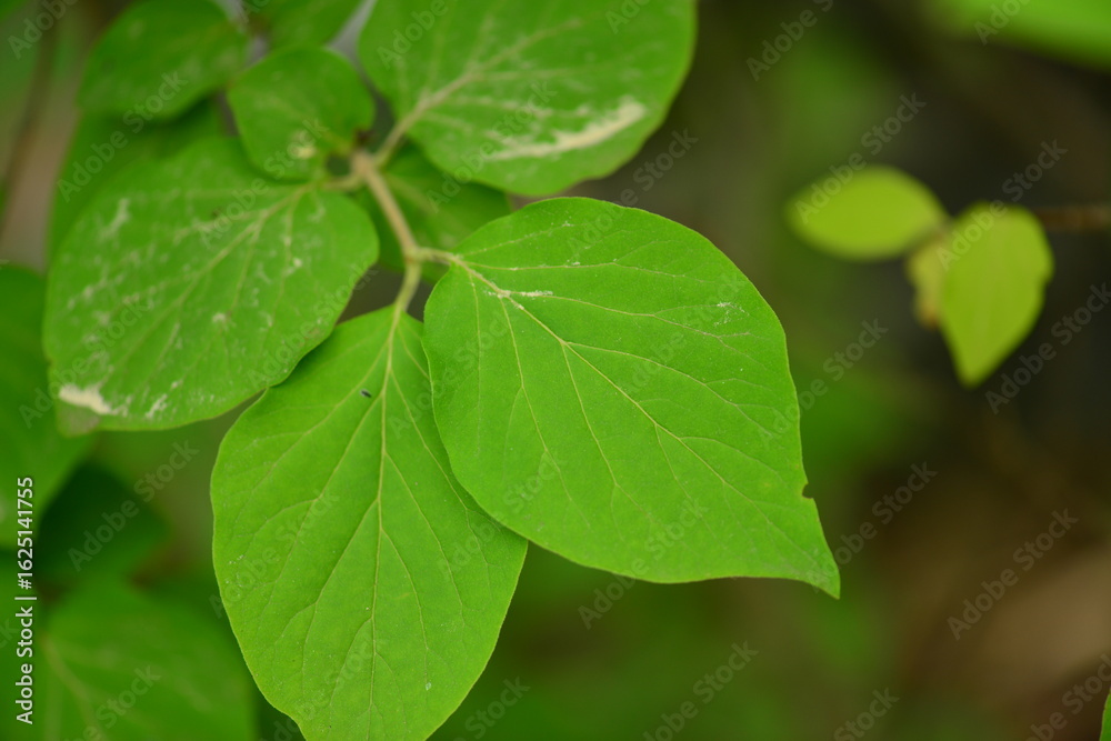 Syringa pubescens subsp. patula (Korean name: Jeonghyangnamu), a Korean ...