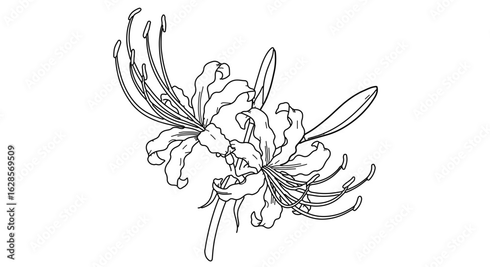 Download beautiful spider lily flower line art vector illustration for ...