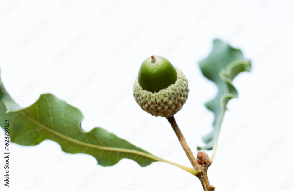 Isolated acorn of the Quercus petraea, known as the sessile oak, Welsh ...