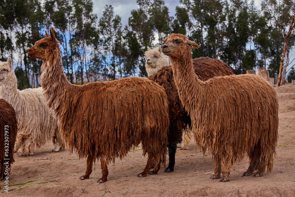 These Suri alpacas, with their silky, cascading fleece, are a rare and ...