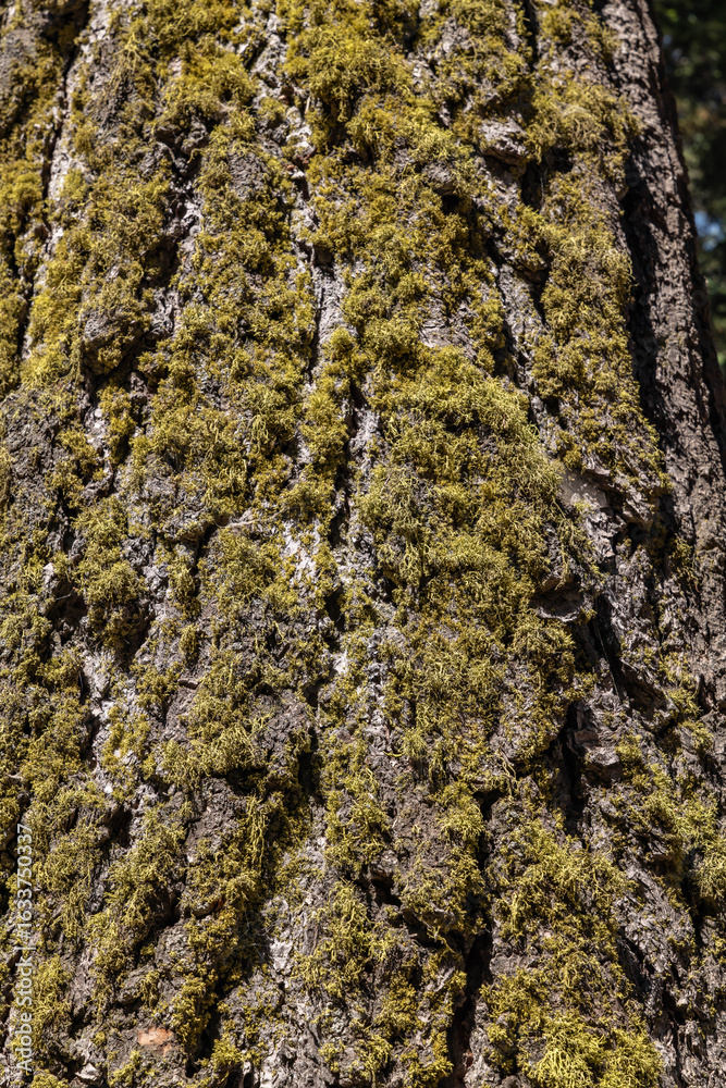 Foto de Stock Letharia vulpina, commonly known as the wolf lichen, is a ...