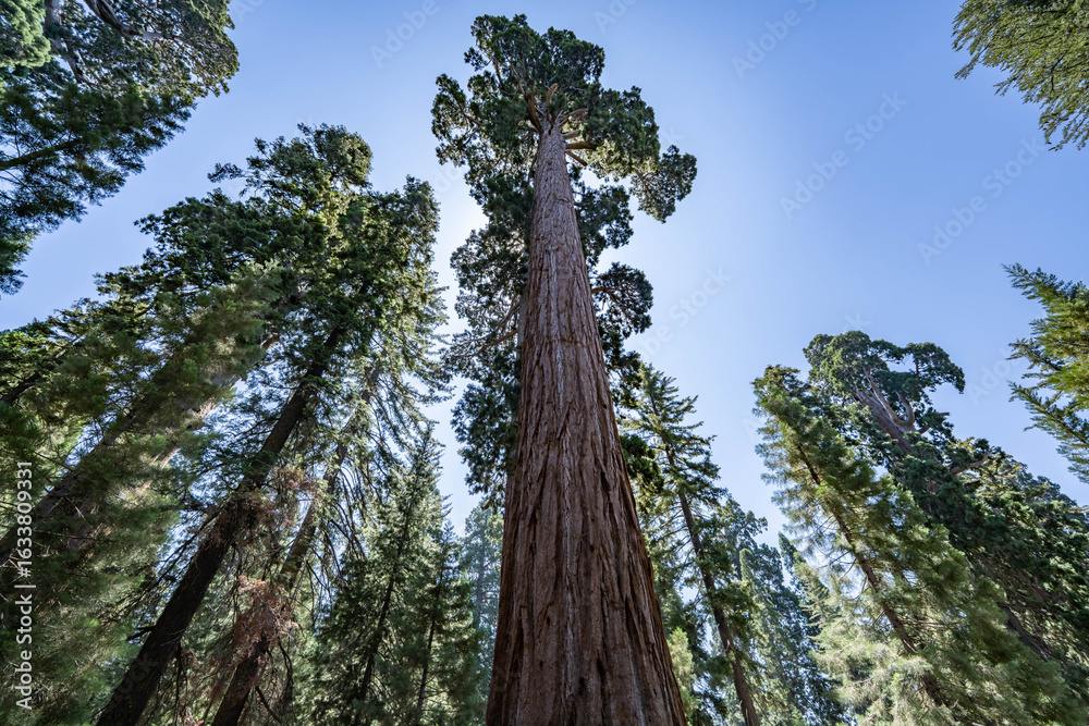 General Grant Grove, Kings Canyon National Park, The western slopes of ...
