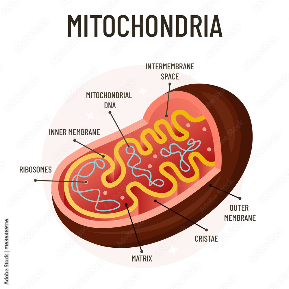 Mitochondria diagram biology cell structure vector illustration with ...