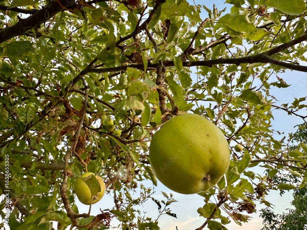Stock-Foto „Apfel Apfelbaum Pyrus Spiraeoideae Äpfel Obst Kulturapfel ...
