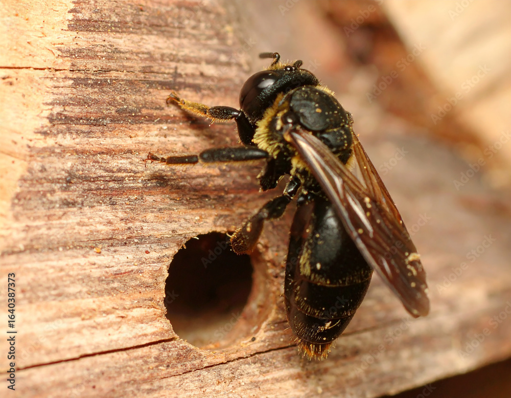 Carpenter bee meticulously drilling a hole. Carpenter bees boring hole ...