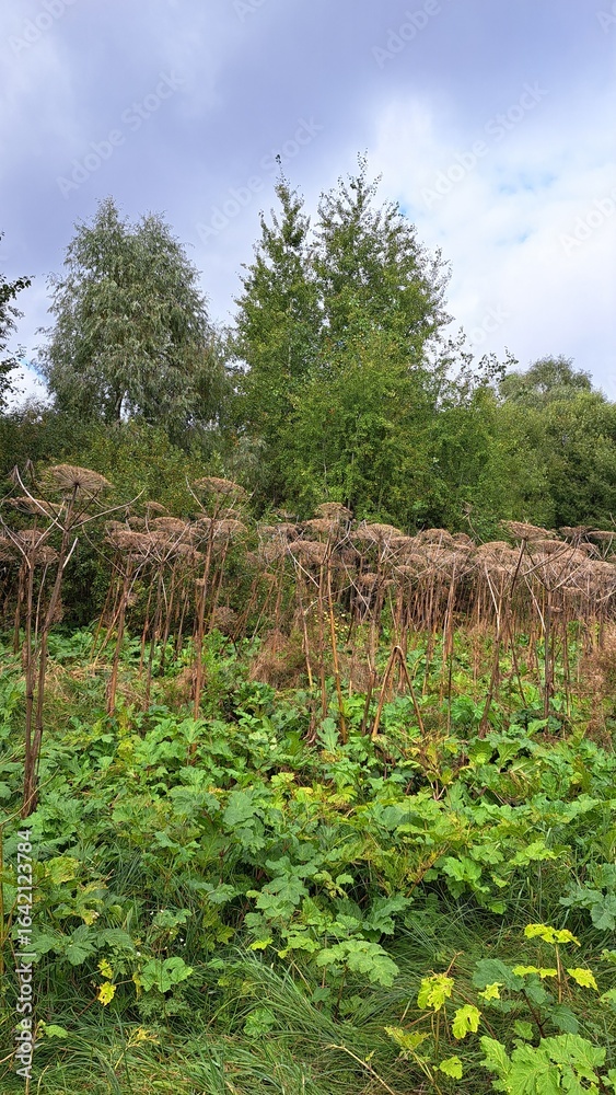 Lush green vegetation surrounds a cluster of dried plants with tall ...