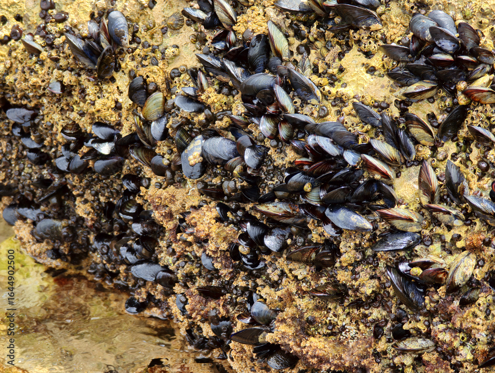 Mussels Clinging to a Rock Face at Low Tide, Revealing Intertidal ...