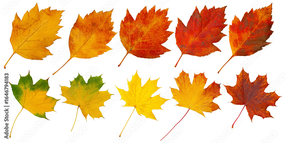 Ten colorful autumn leaves showing changing seasons on transparent ...
