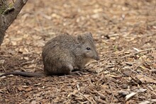 Long-Nosed Potoroo In Australia Free Stock Photo - Public Domain Pictures