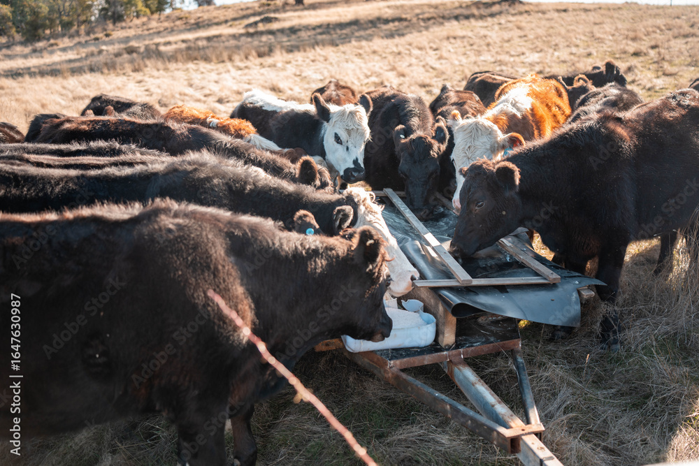mineral cows with mineral blocks for cattle, cow lick block on a farm ...