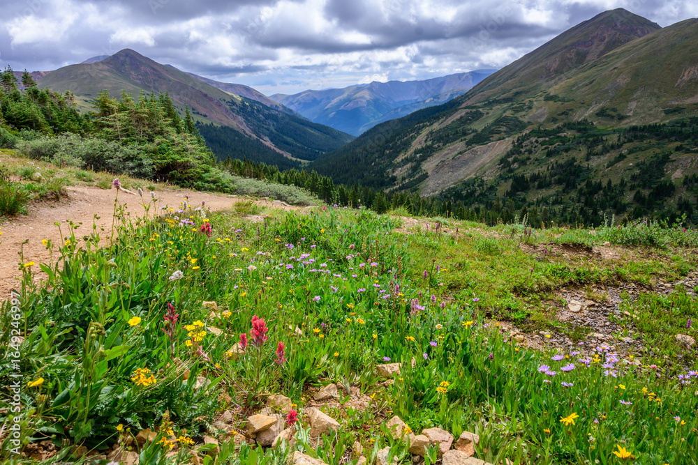 Colorful alpine meadow thrives in Herman Gulch in the Colorado Rocky ...