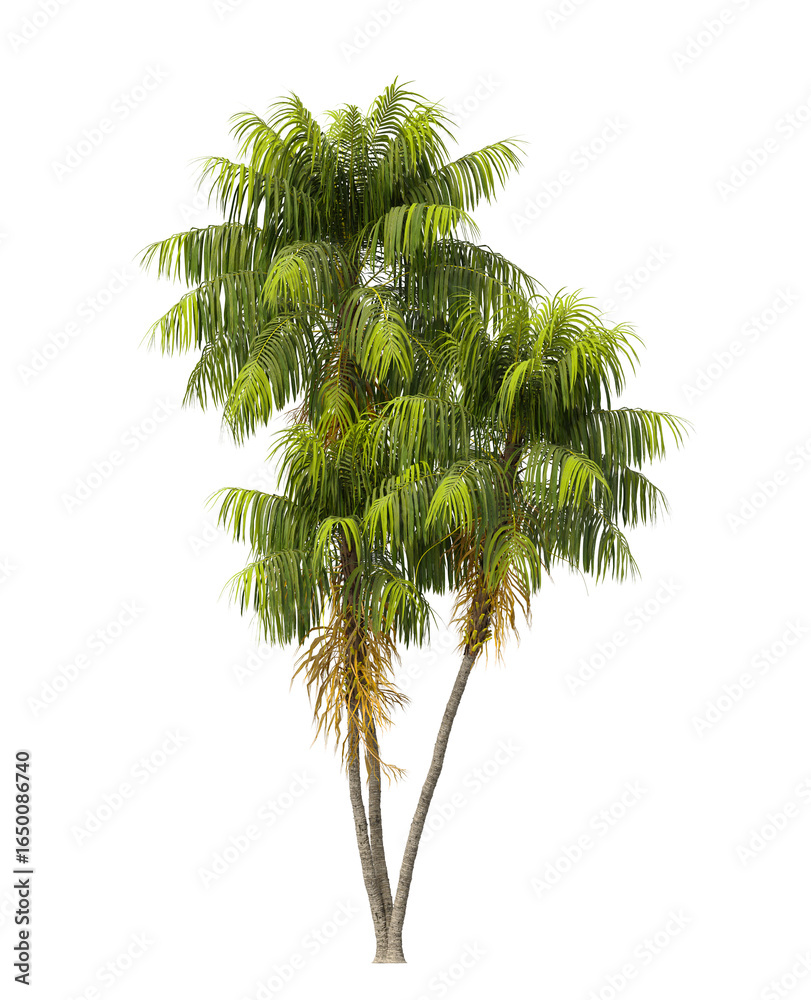 Howea forsteriana palm tree isolated on transparent background PNG ...