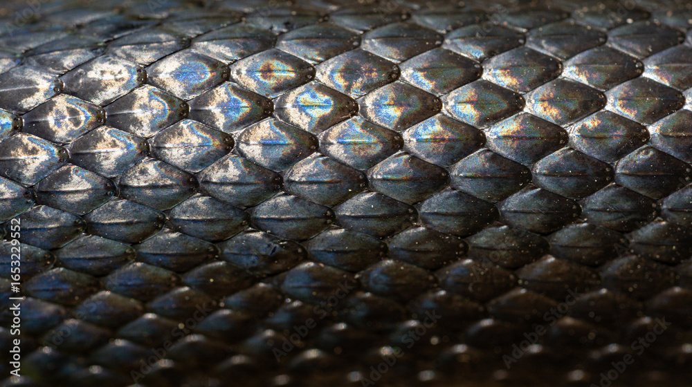 Snakeskin scales. Exotic reptilian pattern. Macro close-up scaly snake ...