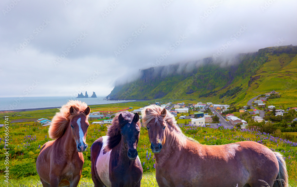 The Icelandic red horse is a breed of horse developed - Iceland black ...