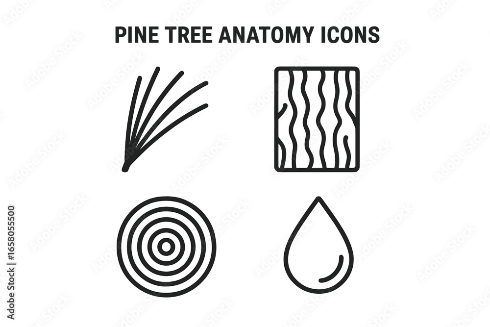 Pine tree anatomy icon set. Outline icons of pine parts like needles ...