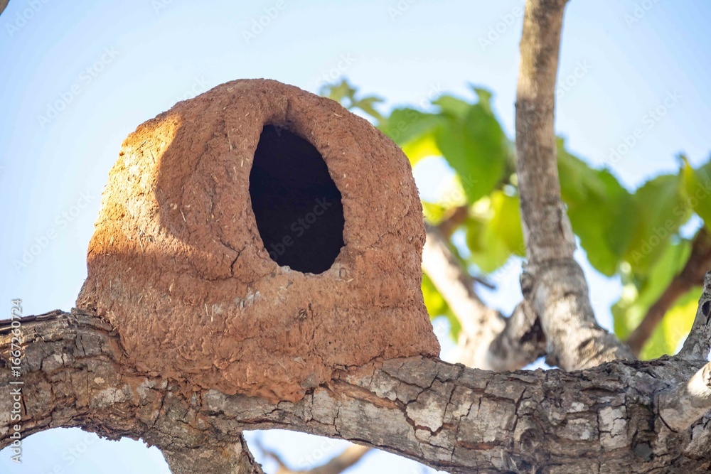 João de Barro Bird, Furnarius rufus, which makes its nest of clay ...