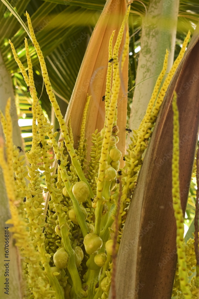 Fase inicial do desenvolvimento e frutificação do coco verde ...