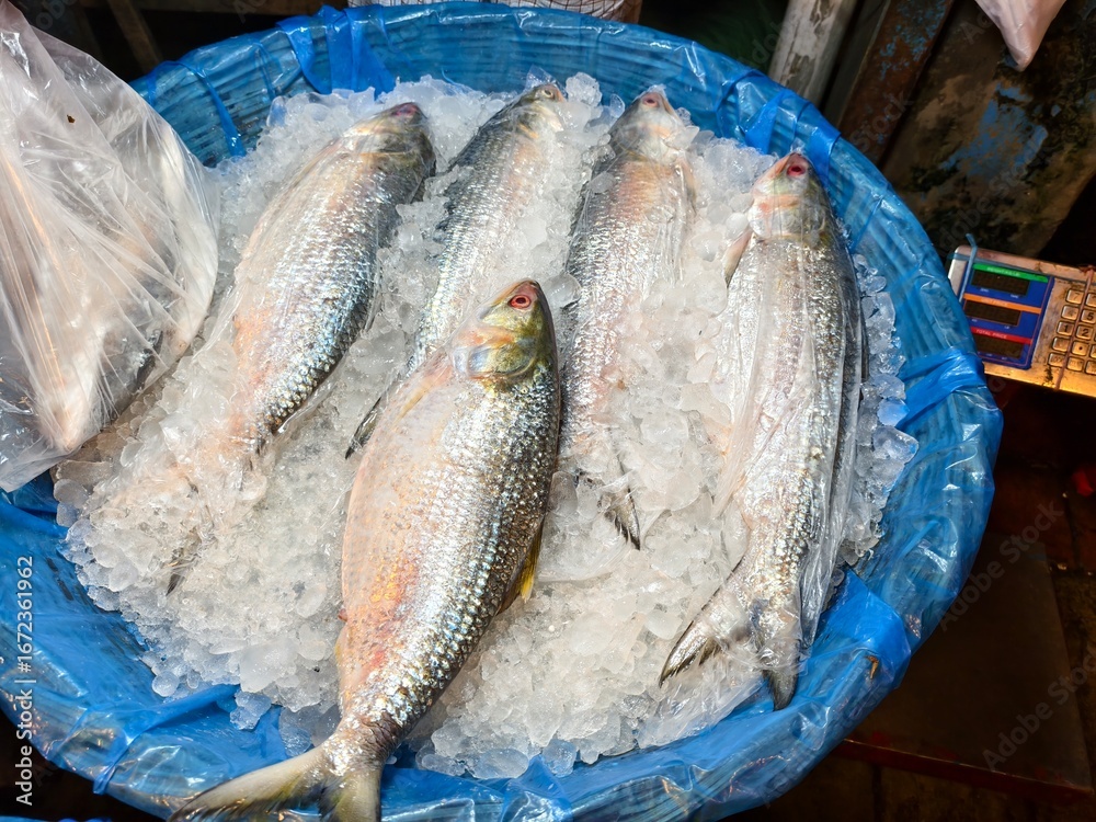 fresh hilsha fish on the market, padma ilish Stock Photo | Adobe Stock