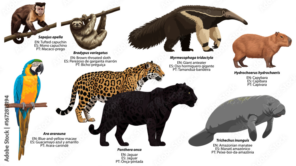 Amazon Rainforest Animals Pack 01 – South America Vector Illustration ...