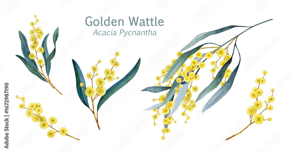 Golden wattle flowers, blooming branch decor elements watercolor ...