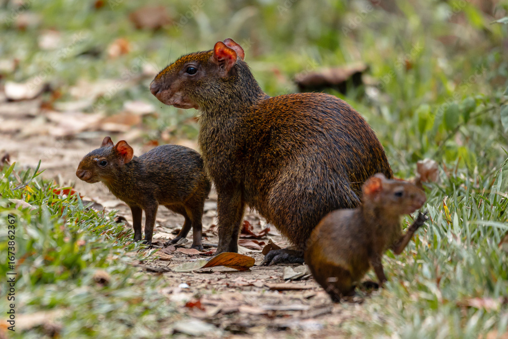 Photos of an Amazonian rodent known as the añuje, similar to the ...