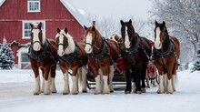 Santa In Horse Pulling Sleigh Free Stock Photo - Public Domain Pictures