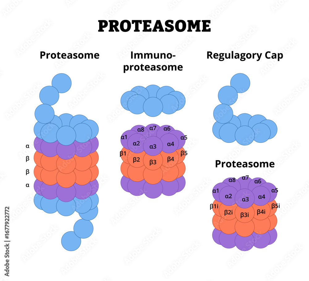 Proteasome structure anatomy diagram process. Labeled Immunoproteasome ...