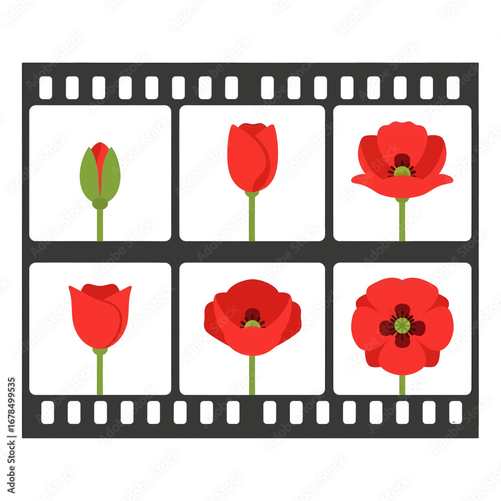 Poppy Flower Growth Stages in Film Strip Frame From Bud to Full Bloom ...