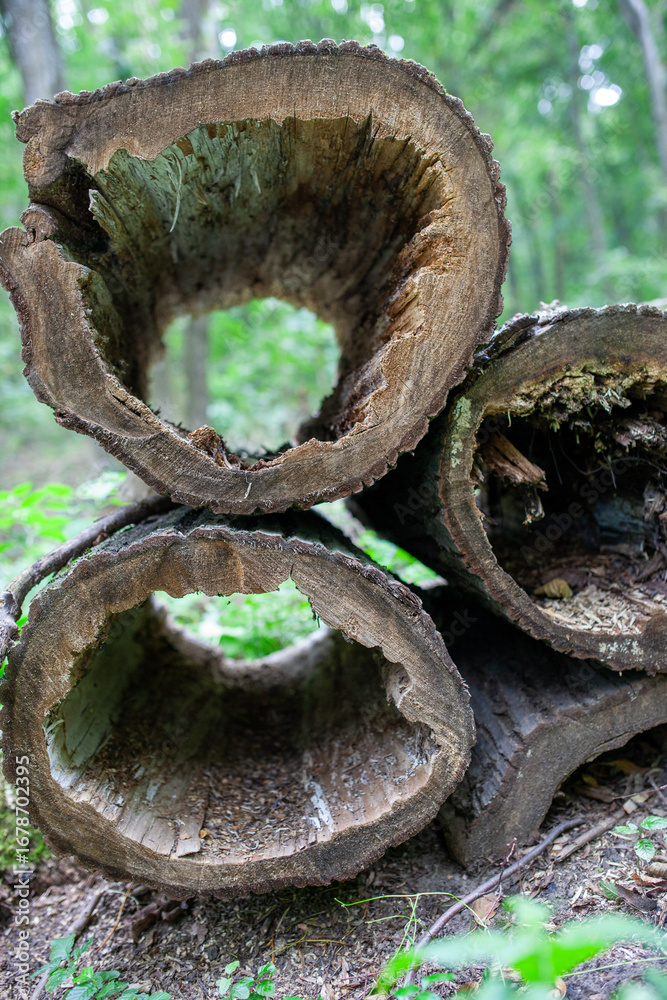 Foto de Stock Rotting logs with hollow cores in a forest, surrounded by ...