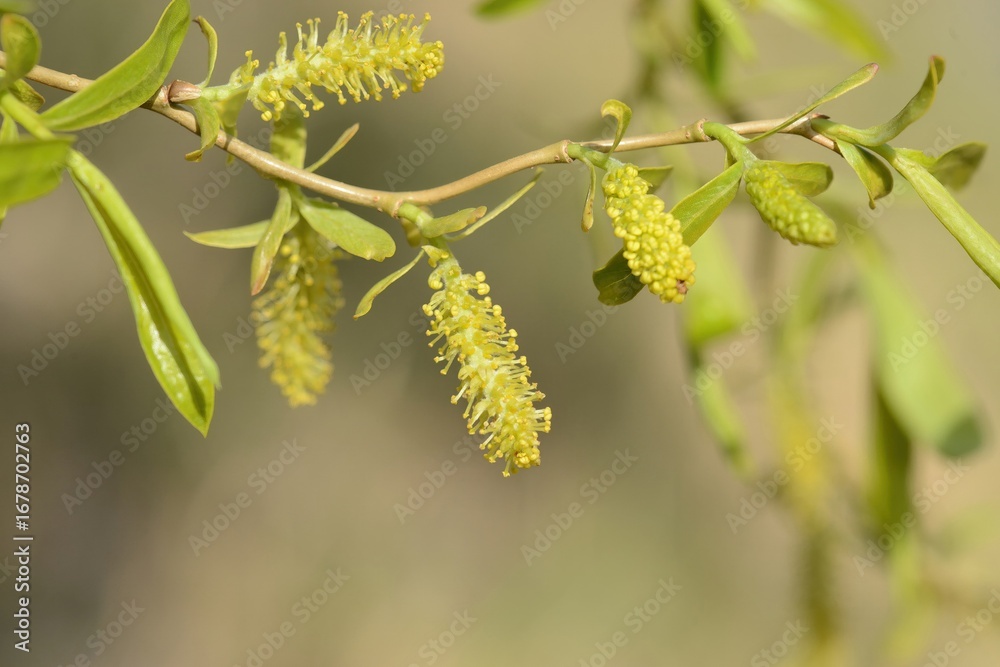 Female flowers of Salix matsudana bloom in April and May as green ...