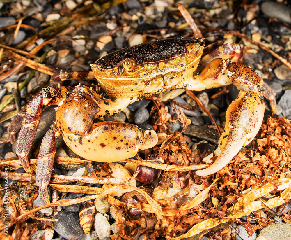 Opportunistic omnivore, eurythermic, euryhaline invasive species Asian ...