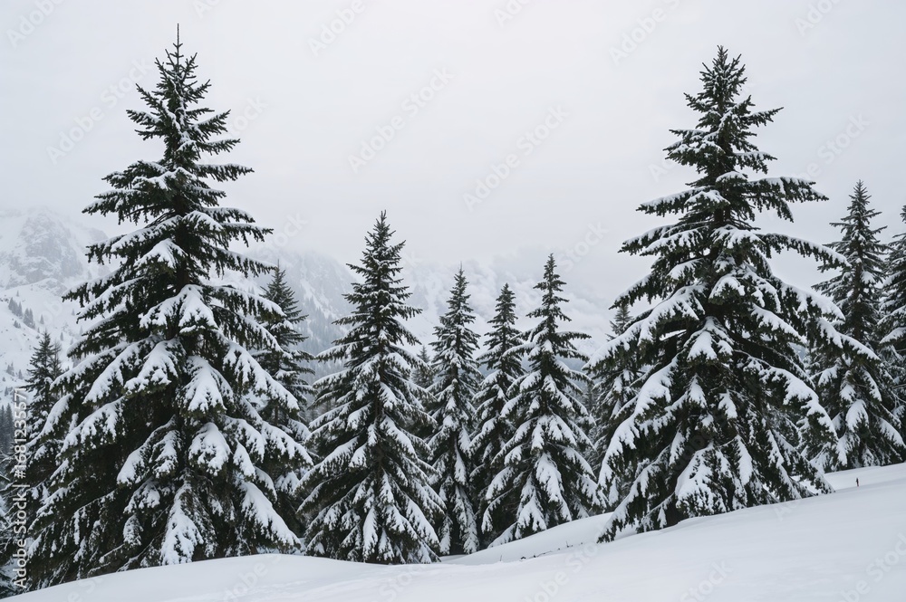 Lofty fir trees covered with pristine snow on a snowy mountain peak ...