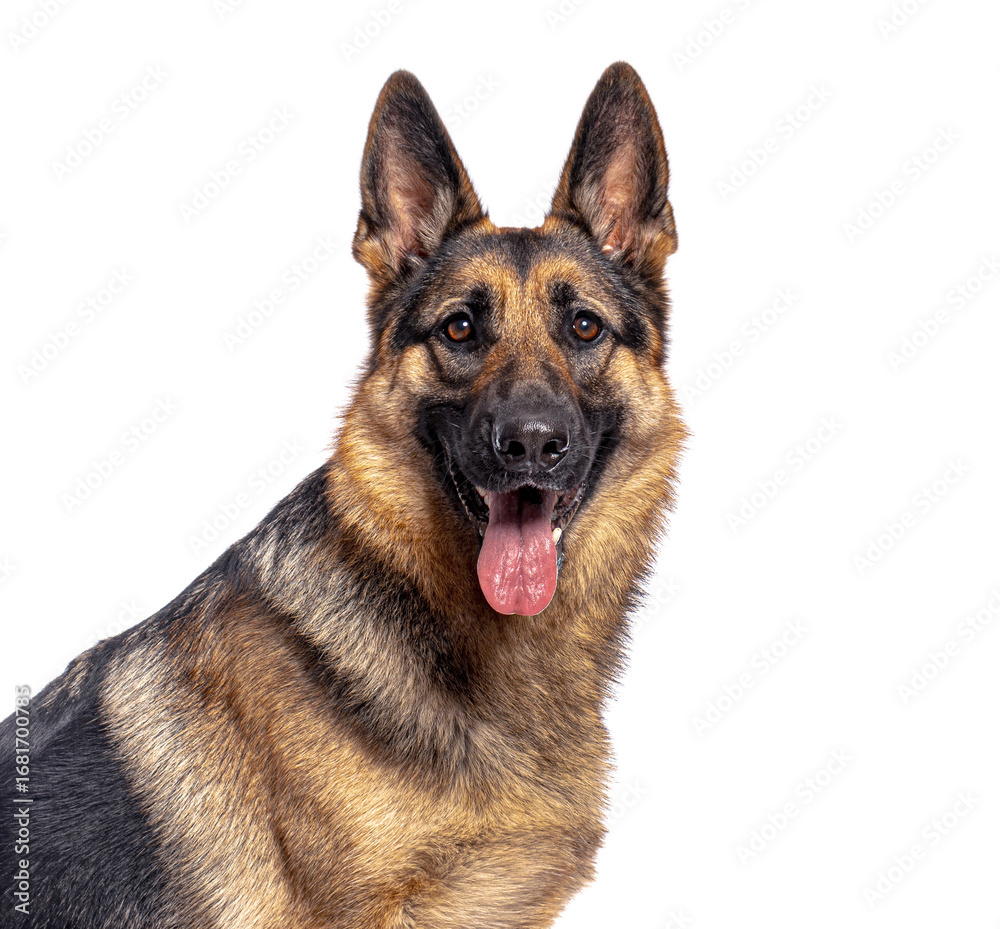 German shepherd dog panting and looking forward on a white background ...