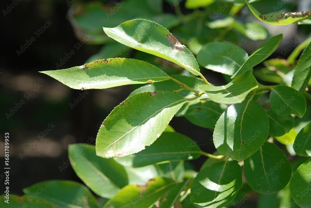 Salix chaenomeloides (Wangbeodeul), a native Korean willow, a tall ...