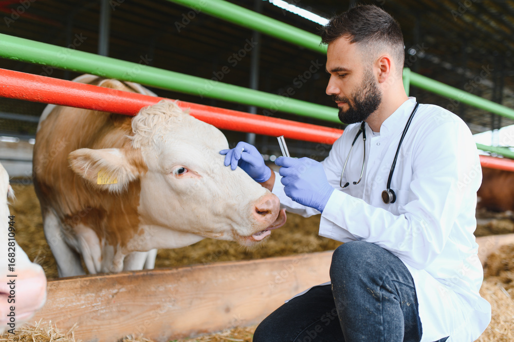 Veterinarian examining cow on farm using syringe and vial Stock Photo ...