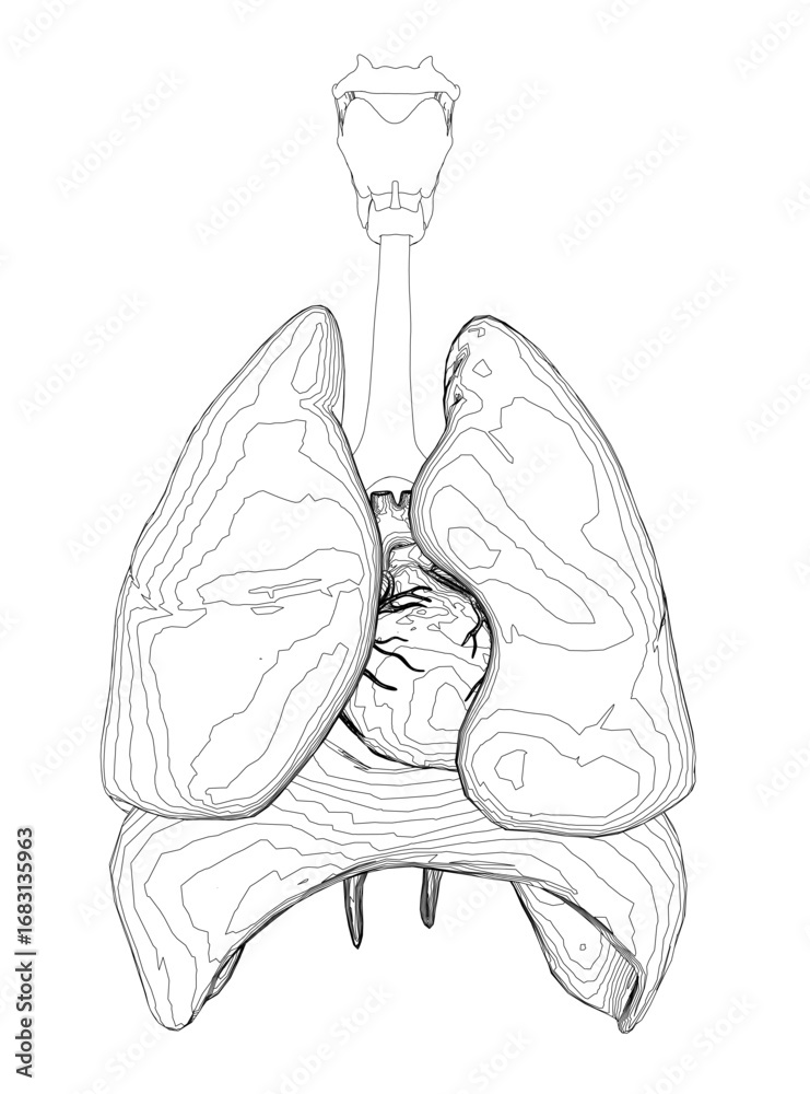 Black and white lung anatomy drawing with detailed trachea, heart, and ...