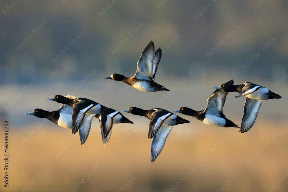 Tufted duck flock, Aythya fuligula, in flight Stock Photo | Adobe Stock