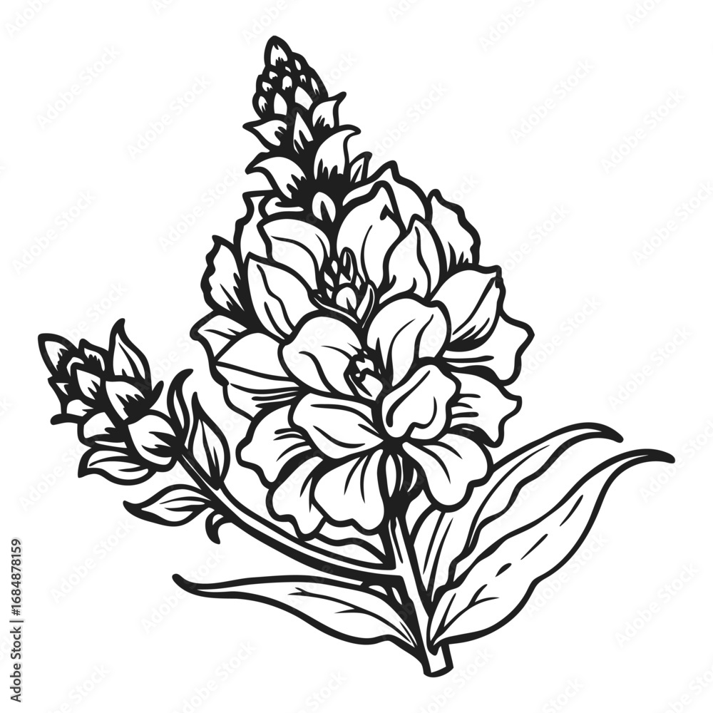 Detailed line art drawing of a snapdragon flower cluster with buds and ...