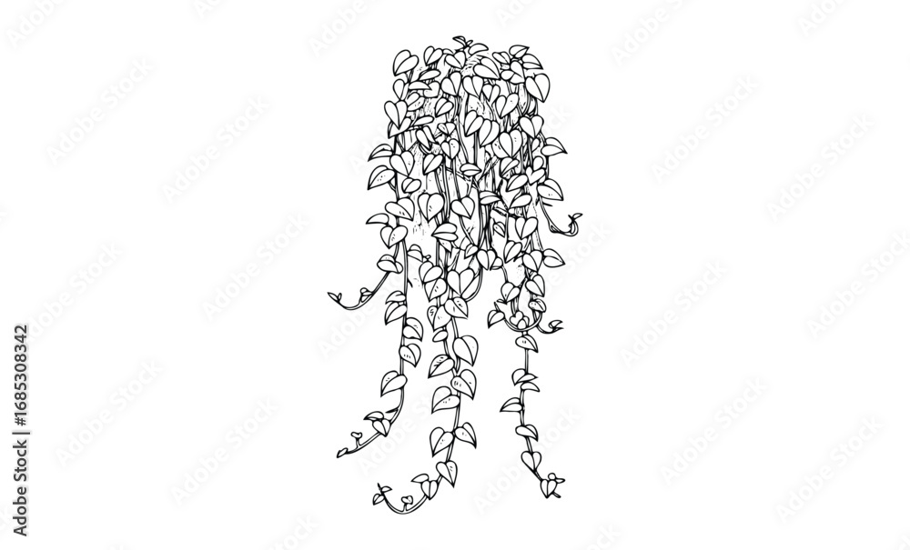 Monochrome line art of cascading hanging plant with vines and leaves. Vector retro hand drawn ...