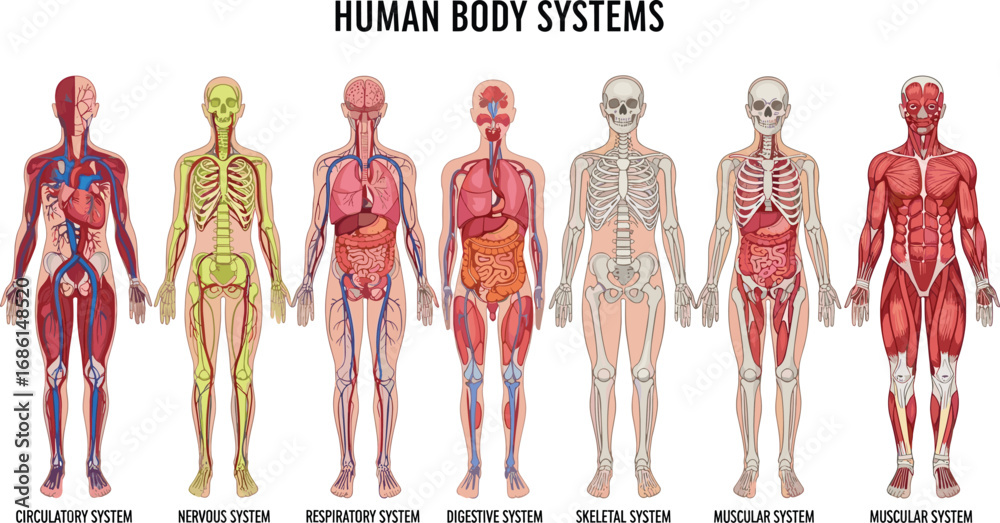 Stock-Vektorgrafik „Human body systems illustration showing circulatory ...