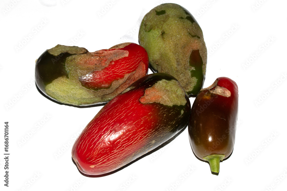 Stock-Foto „Home grown chilli pepper vegetable rotten and damaged eaten ...