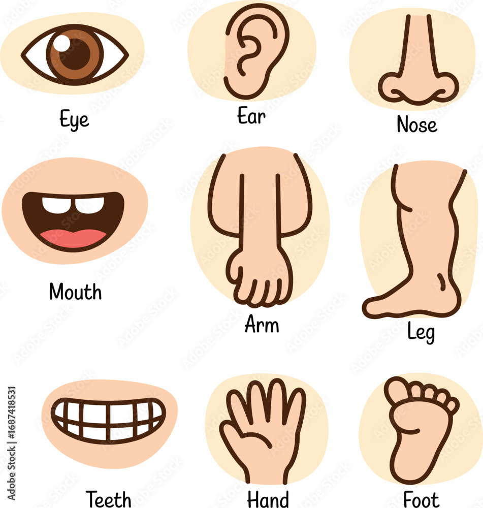 Cartoon body parts, educational anatomy, vector illustration, eye, ear ...